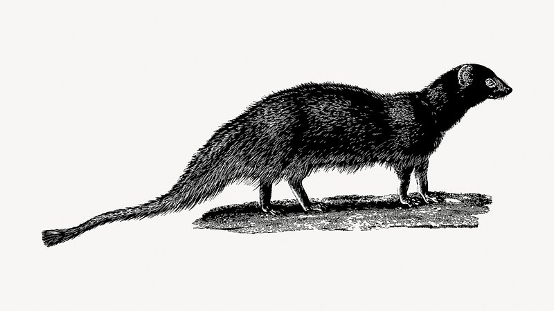 Vintage illustration of Alexandria Rat | Premium PSD - rawpixel