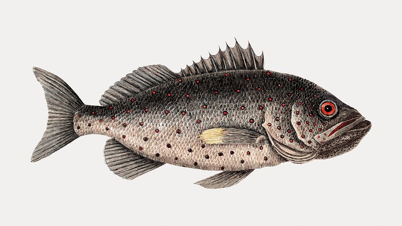 Rockfish Images | Free Photos, PNG Stickers, Wallpapers & Backgrounds ...