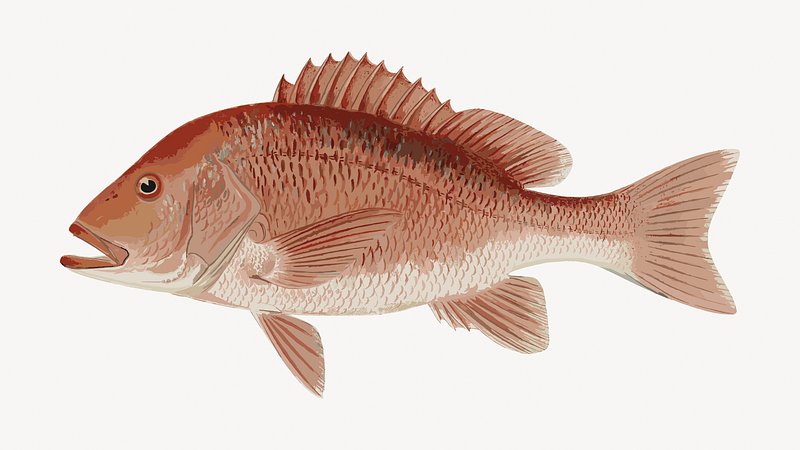 Red Snapper (Neomaenis Blackford) illustrated | Premium PSD - rawpixel