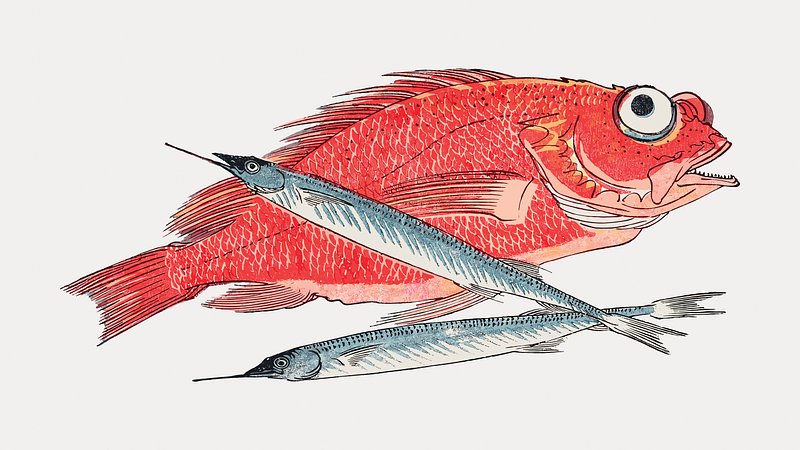 Japanese Red Fish Images | Free Photos, PNG Stickers, Wallpapers ...