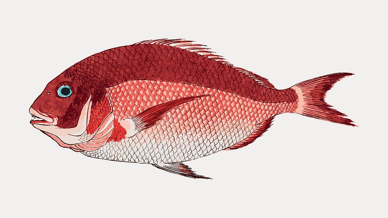 Japanese Red Fish Images | Free Photos, PNG Stickers, Wallpapers ...