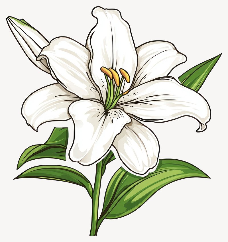 PNG White lily sticker vector | Premium PNG - rawpixel