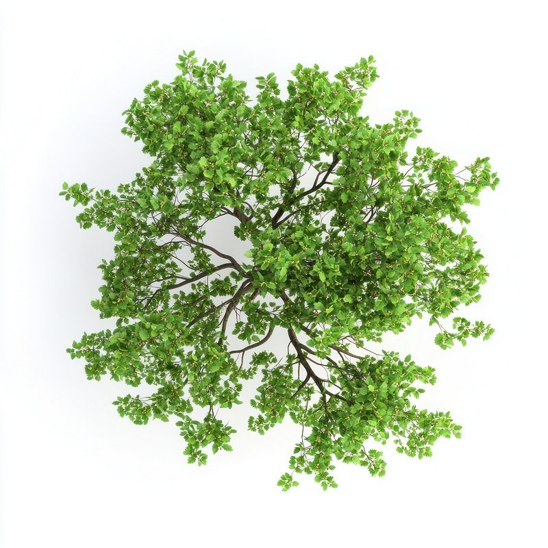 Real sycamore tree photography green | Free Photo - rawpixel