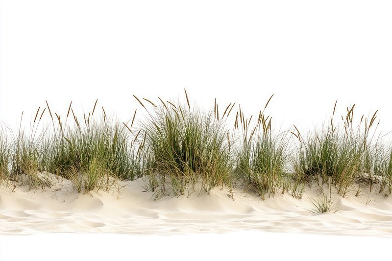 Summer beach grasses nature sand | Free Photo - rawpixel