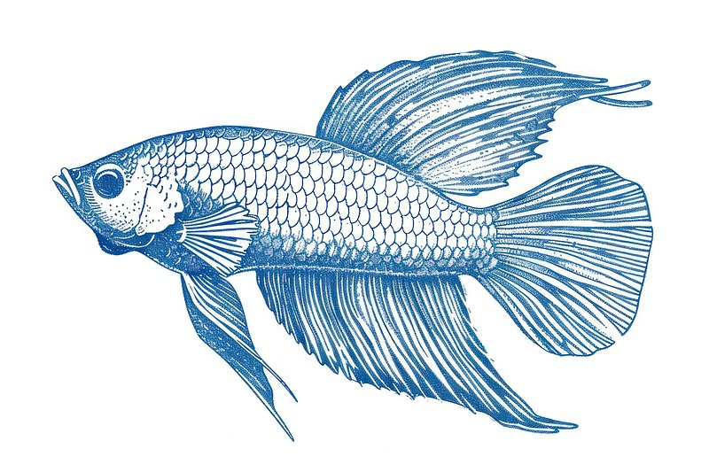 Hand drawn fish drawing animal | Free Vector - rawpixel