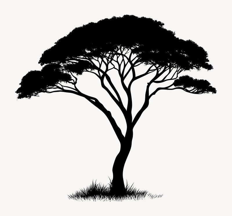 Acacia Tree PNG Images | Free Photos, PNG Stickers, Wallpapers ...