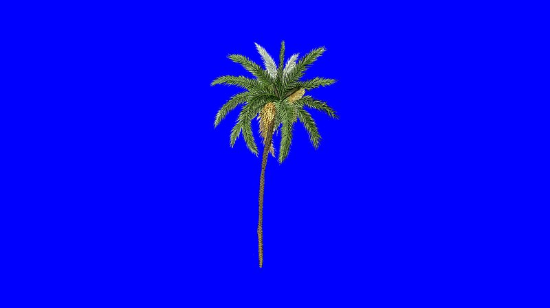 Wallpaper+palm+springs Plant Images | Free Photos, PNG Stickers ...