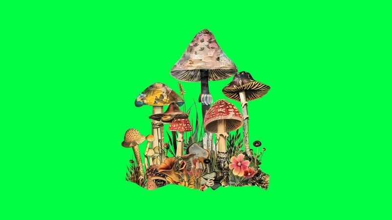 PNG mushroom collage cutouts amanita | Free PNG - rawpixel