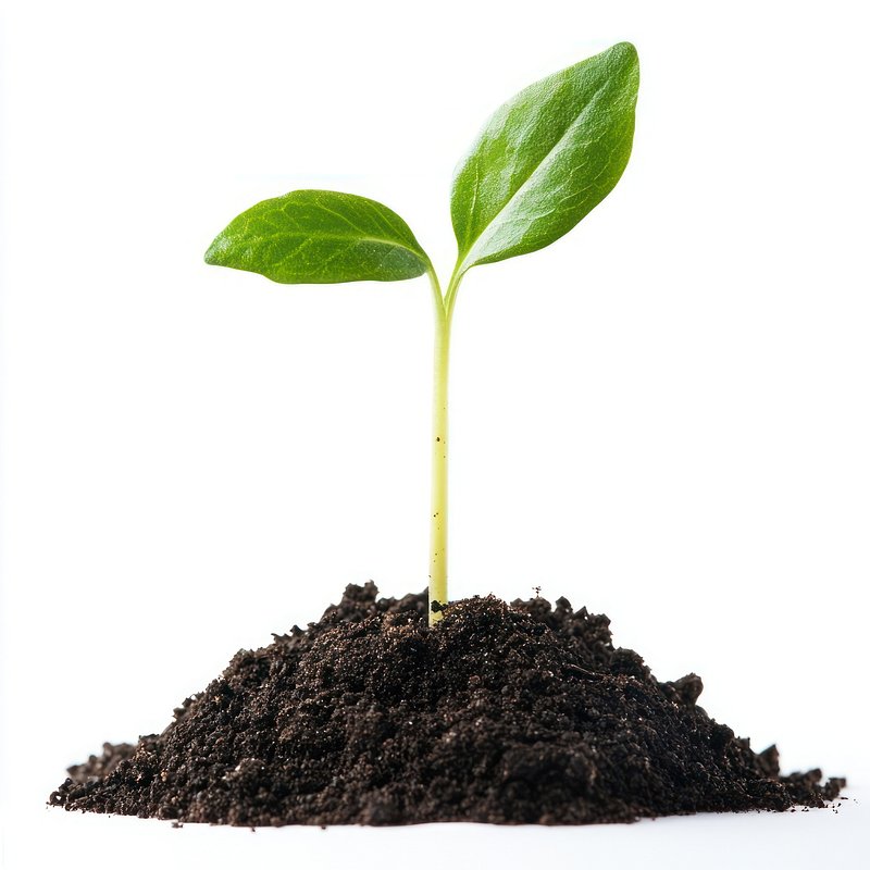 single sprout growing soil leaves | Free Photo - rawpixel