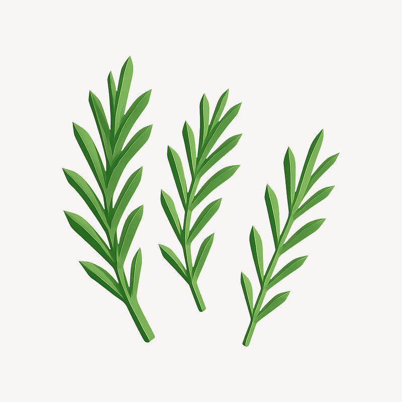 Drawing+of+rosemary Plant Images | Free Photos, PNG Stickers ...