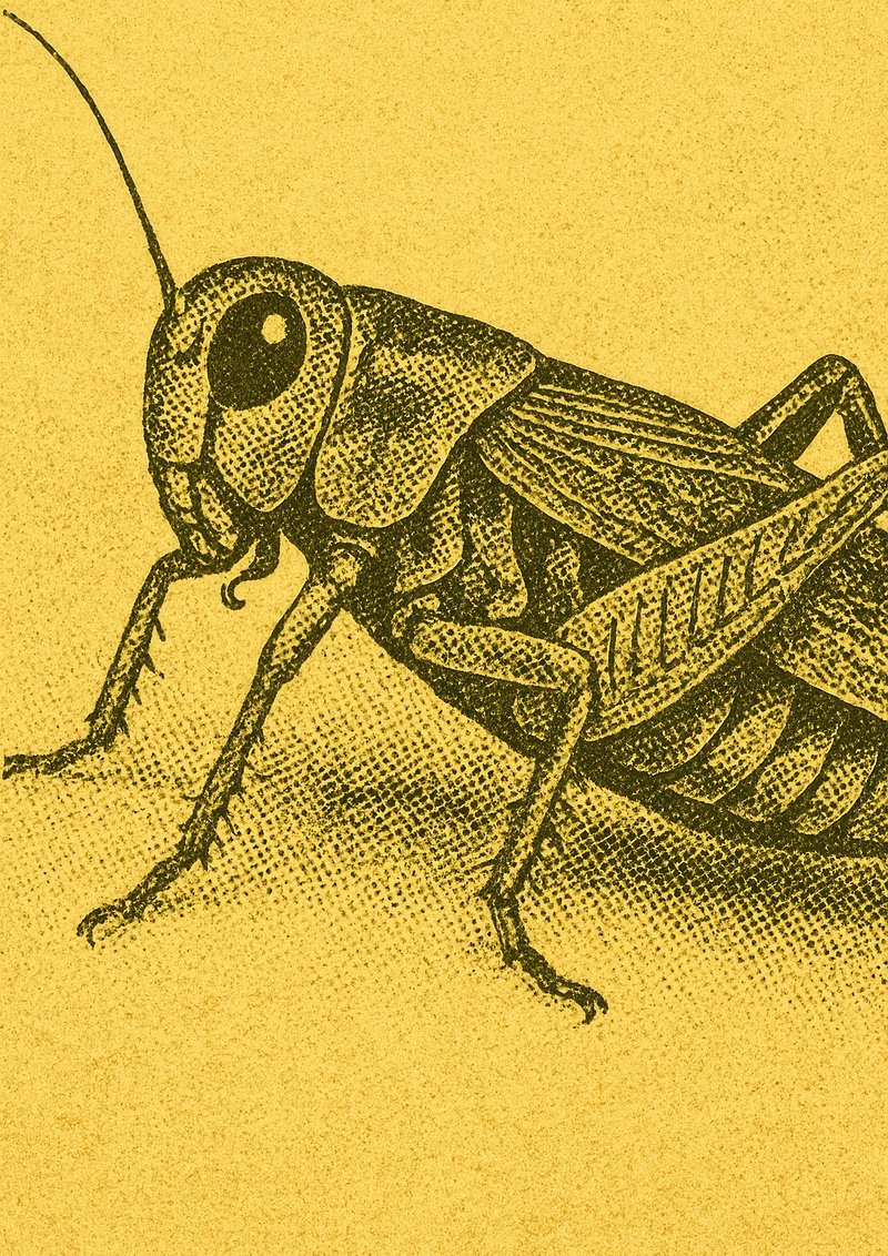 Cricket+insect Texture Images | Free Photos, PNG Stickers, Wallpapers ...