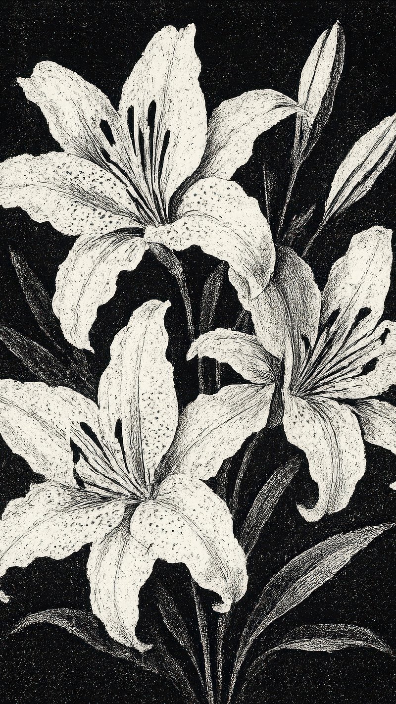 Aesthetic Lily Images | Free Photos, PNG Stickers, Wallpapers ...