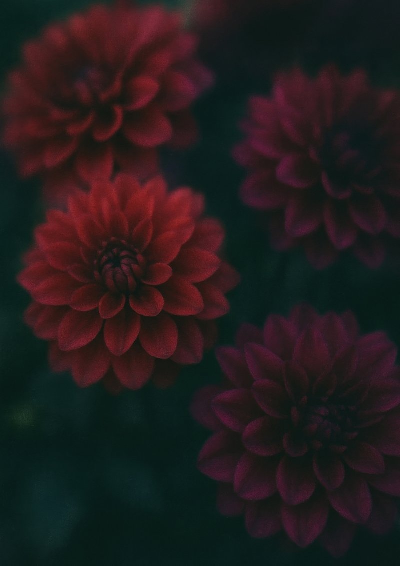 Red Flower Wallpaper Mobile Screen Nature Images | Free Photos, PNG ...