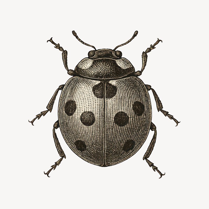 Ladybug Vintage Drawing Insect Aesthetic Images | Free Photos, PNG ...