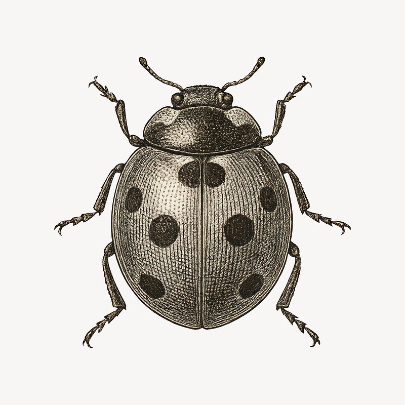 Ladybug Vintage Drawing Insect Aesthetic Images | Free Photos, PNG ...