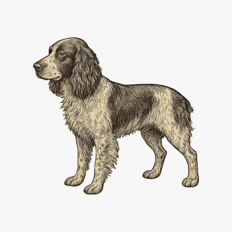 Springer++art Canine Images | Free Photos, PNG Stickers, Wallpapers ...