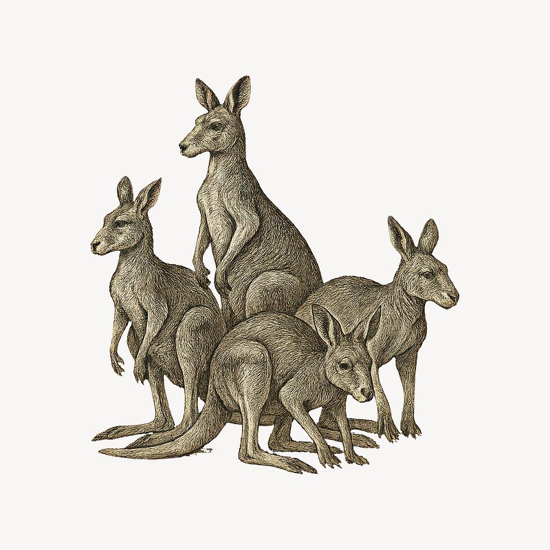 Vintage Kangaroo Isolated Style Images | Free Photos, PNG Stickers ...