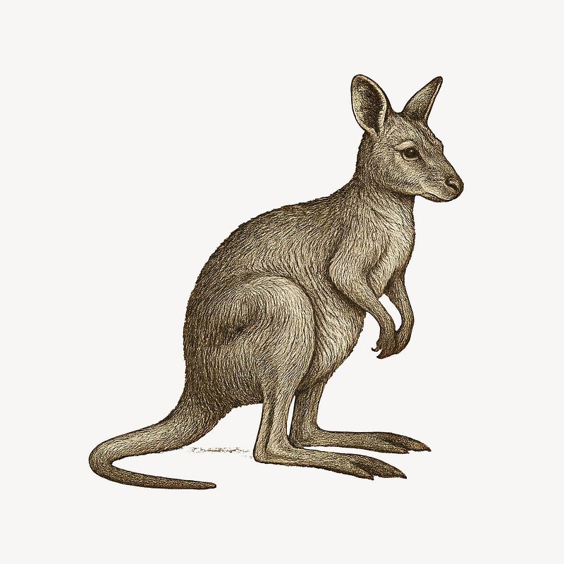 Wallaby+drawing Nature Wildlife Images | Free Photos, PNG Stickers ...
