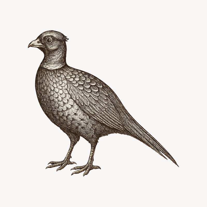 Pheasants Illustration Shadow Bird Images | Download Free Design ...