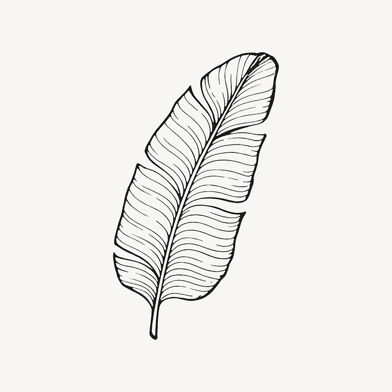 Vintage Drawing Banana Leaves Illustration PNG Images | Free Photos ...