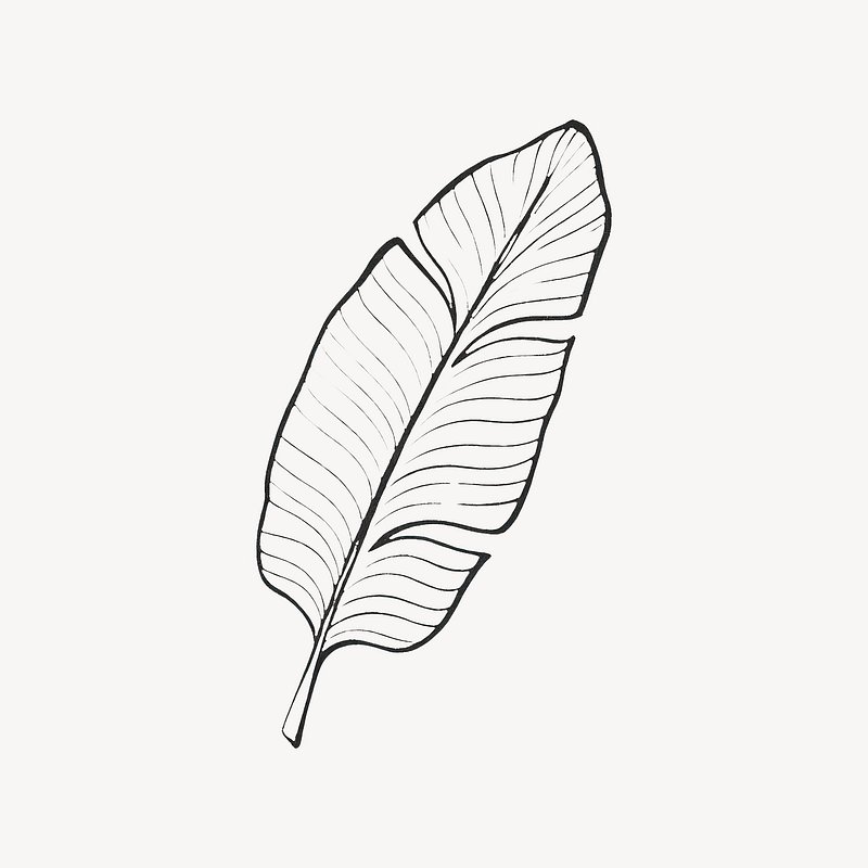 Vintage Drawing Banana Leaves Art Images | Free Photos, PNG Stickers ...