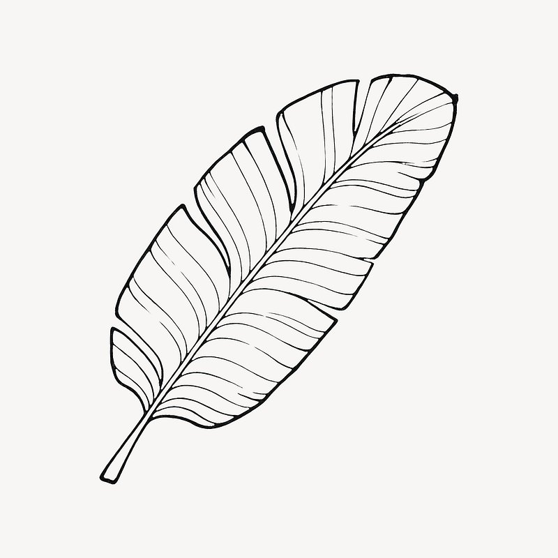 Vintage Drawing Banana Leaves Illustration Images | Free Photos, PNG ...