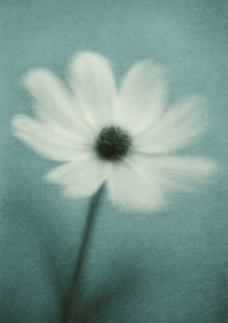 Cyan+wallpaper Blue Flower Images | Free Photos, PNG Stickers ...