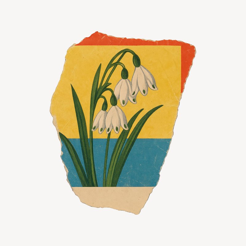 Snowflake+flower Paper Images | Free Photos, PNG Stickers, Wallpapers ...