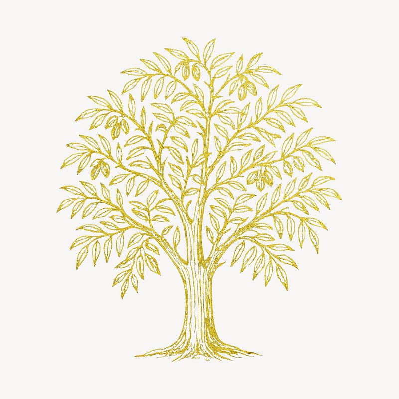 Pecan Drawing PNG Images | Free Photos, PNG Stickers, Wallpapers ...