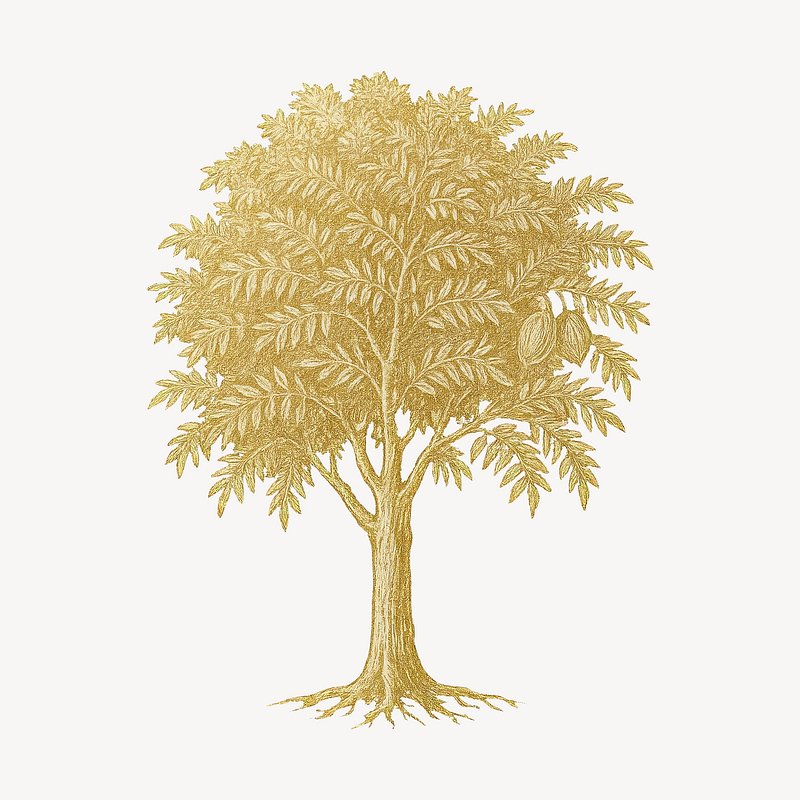 Pecan Drawing PNG Images | Free Photos, PNG Stickers, Wallpapers ...