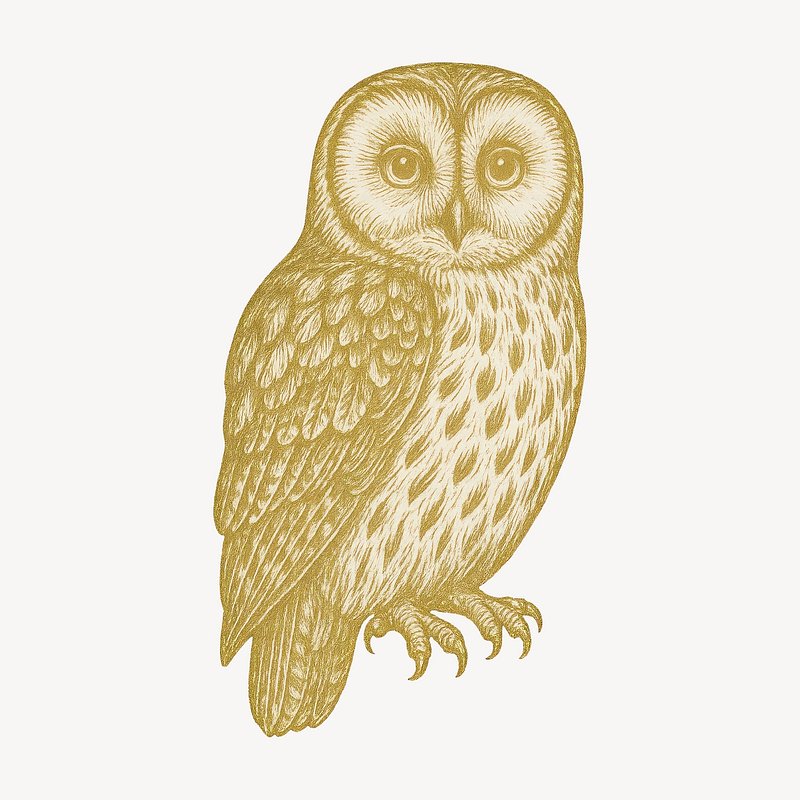 Owls+only Background Illustration Bird Images | Free Photos, PNG ...