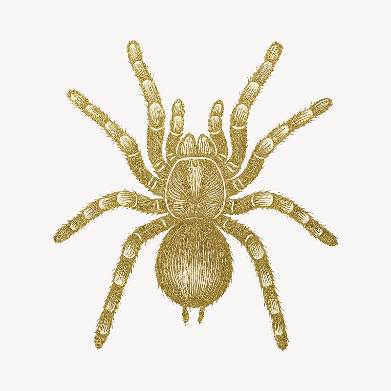 Tarantulas PNG Texture Images | Free Photos, PNG Stickers, Wallpapers ...