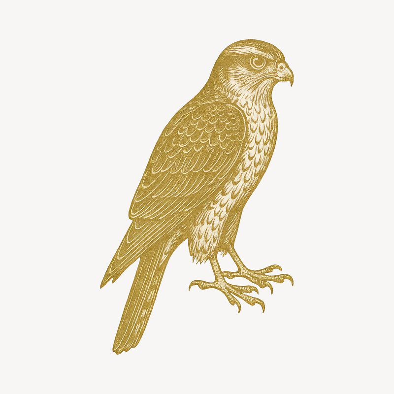 Falcon+bird PNG Images | Free Photos, PNG Stickers, Wallpapers ...