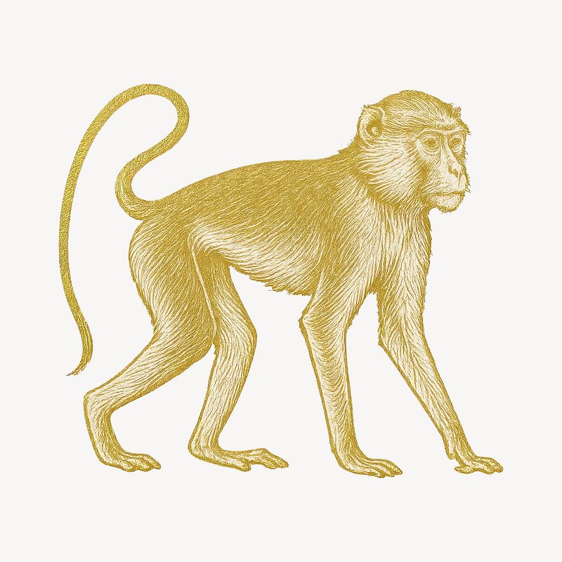 Monkey+outline+images Texture Images | Free Photos, PNG Stickers ...