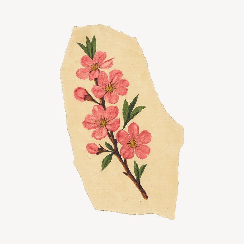 Flower Painting Almond Images | Free Photos, PNG Stickers, Wallpapers ...