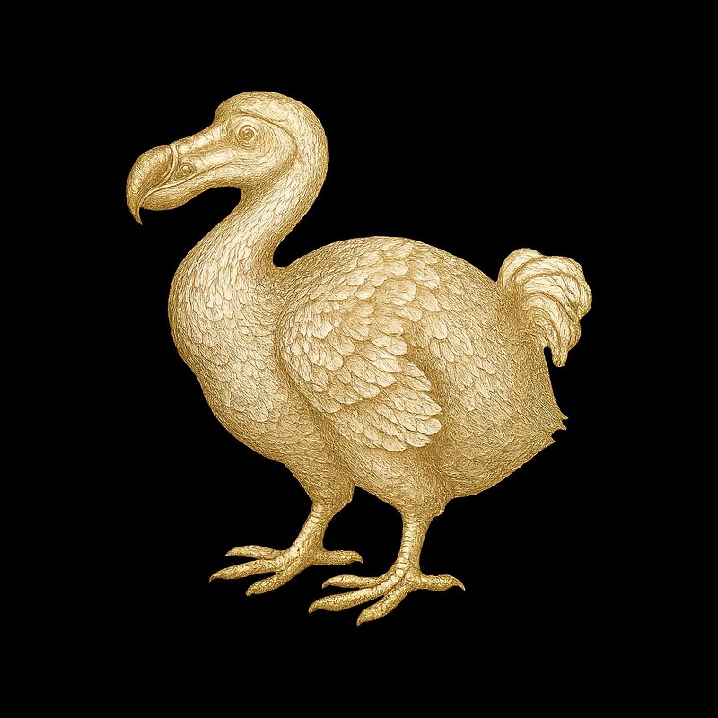 Bird Photos Wildlife PNG Transparent Texture Images | Free Photos, PNG ...