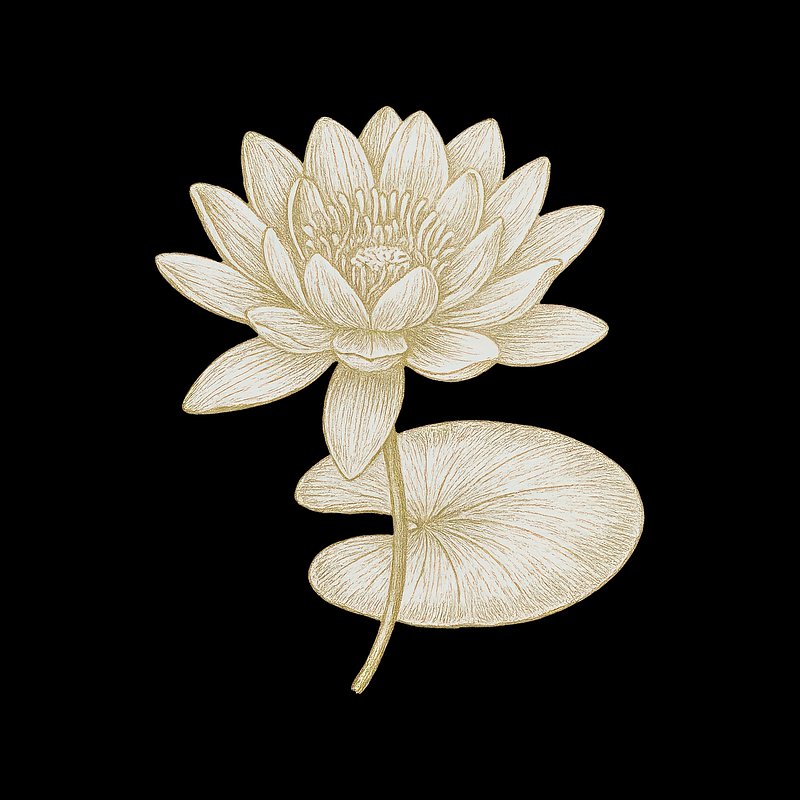 Lotus Frame Background Design Decorative Images | Free Photos, PNG ...