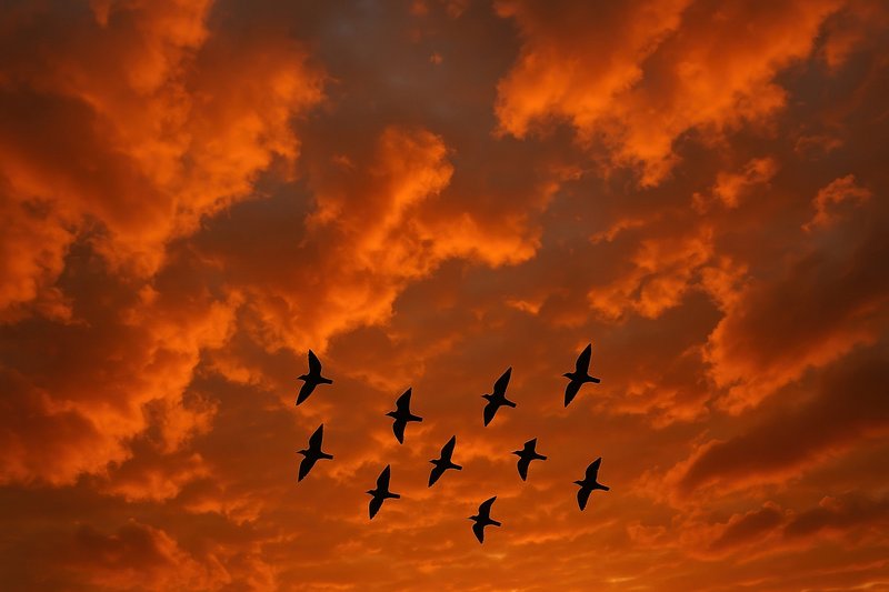 Evening Flight Photo Images | Free Photos, PNG Stickers, Wallpapers ...