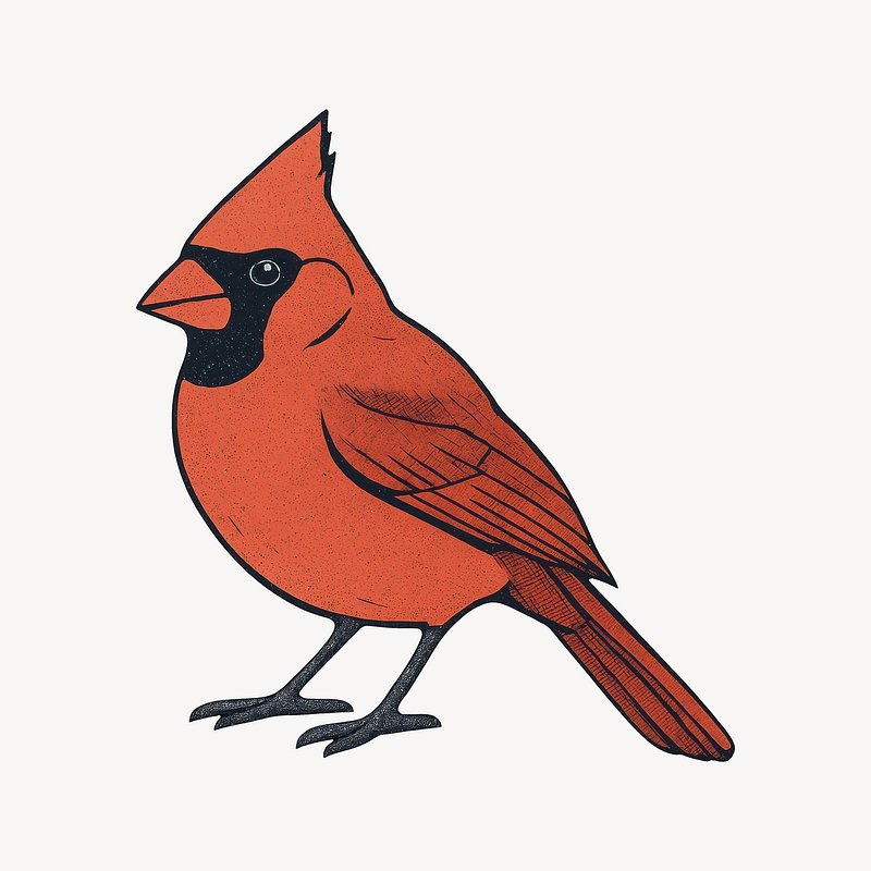 Cardinal Red Bird Wildlife Images | Free Photos, PNG Stickers ...