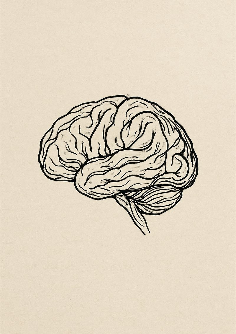 Brain Anatomy Art Texture Paper Images | Free Photos, PNG Stickers ...