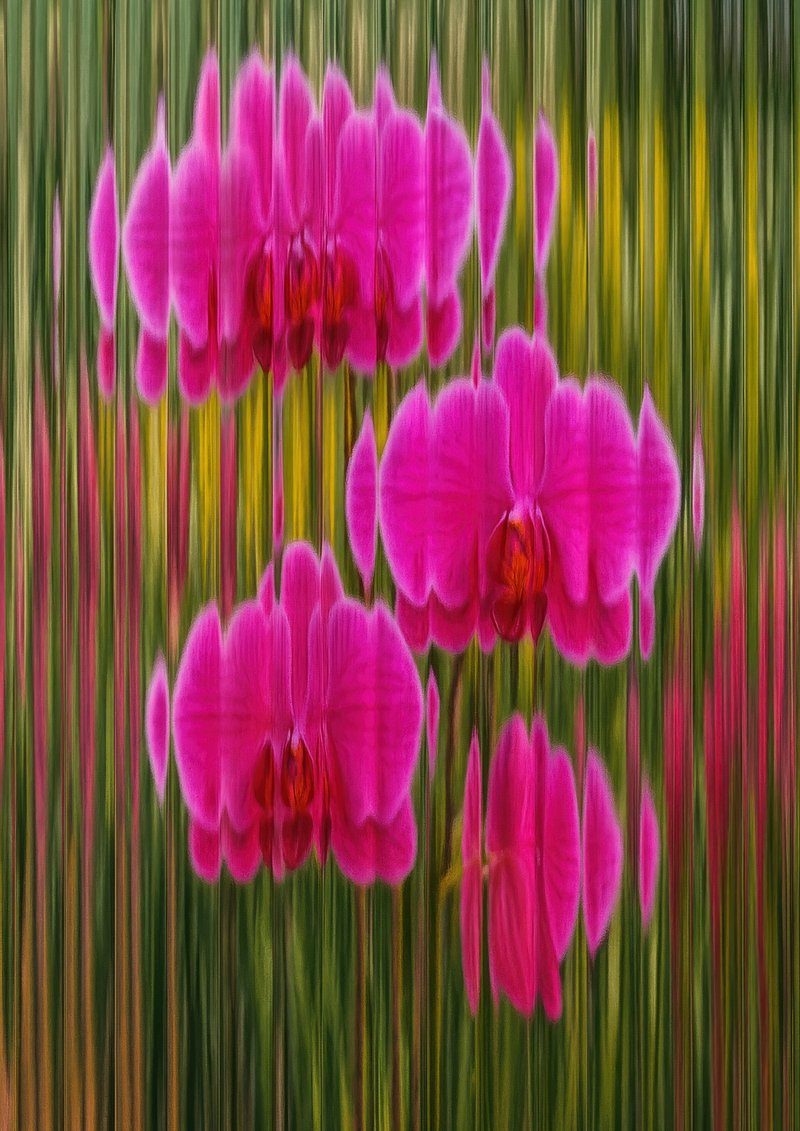 Background Theme Orchid Floral Wallpaper Images | Free Photos, PNG ...