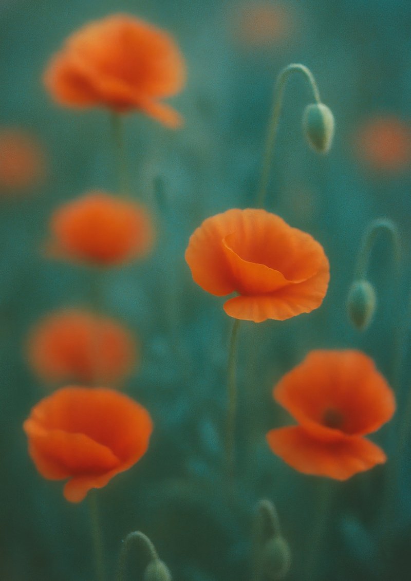 Teal+wallpaper Art Images | Free Photos, PNG Stickers, Wallpapers ...