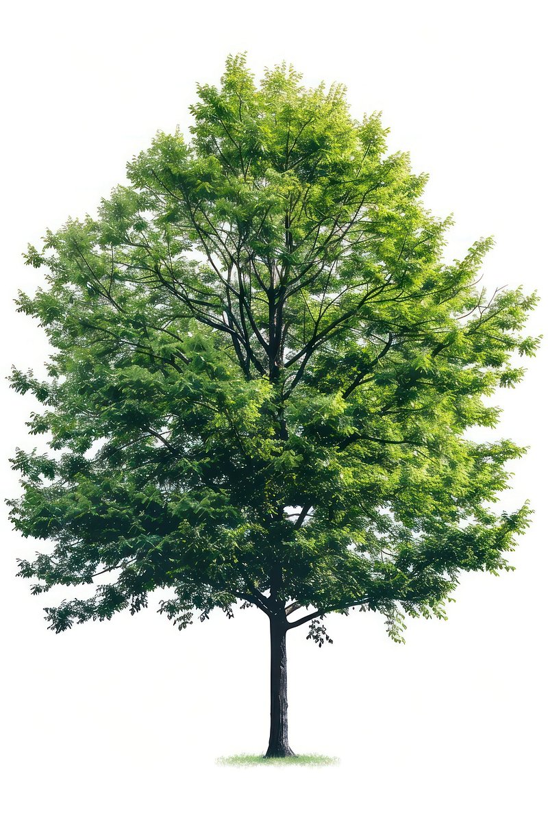 Tree+silhouette+photo Background Images | Free Photos, PNG Stickers ...