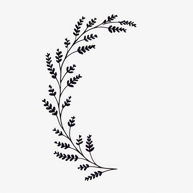 Divider Simple Design Leaf Art Isolated Images | Free Photos, PNG ...