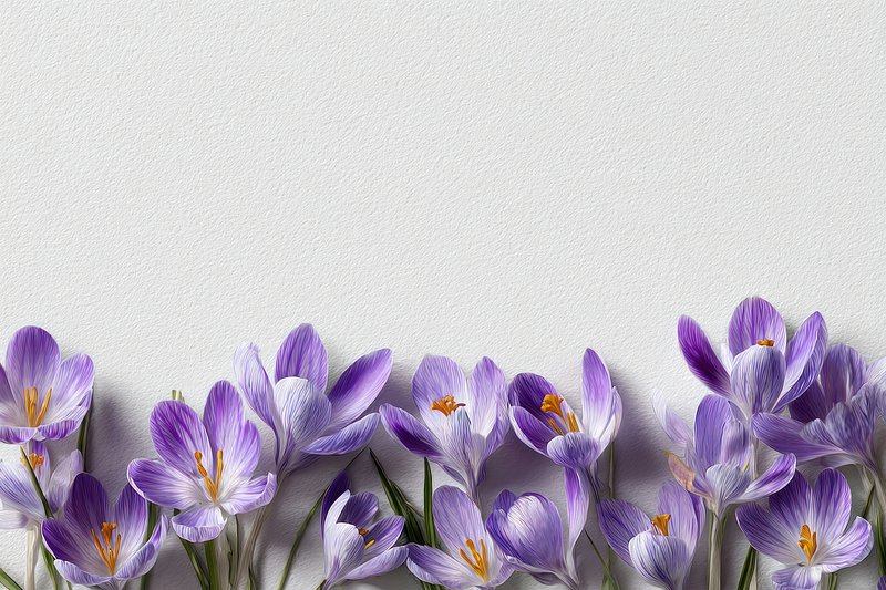 White+borders+ Flower Spring Images | Free Photos, PNG Stickers ...