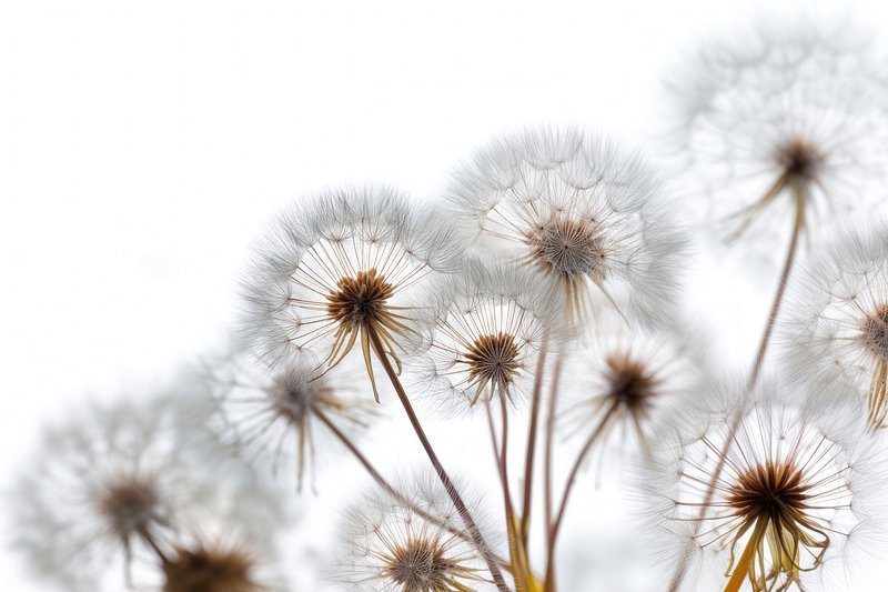 Zoom White Backgrounds Soft JPG Images | Free Photos, PNG Stickers ...