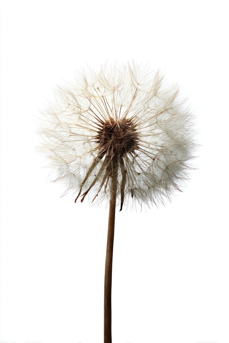 Images+of+dandelions Plant Art Background Botanical Design Images ...