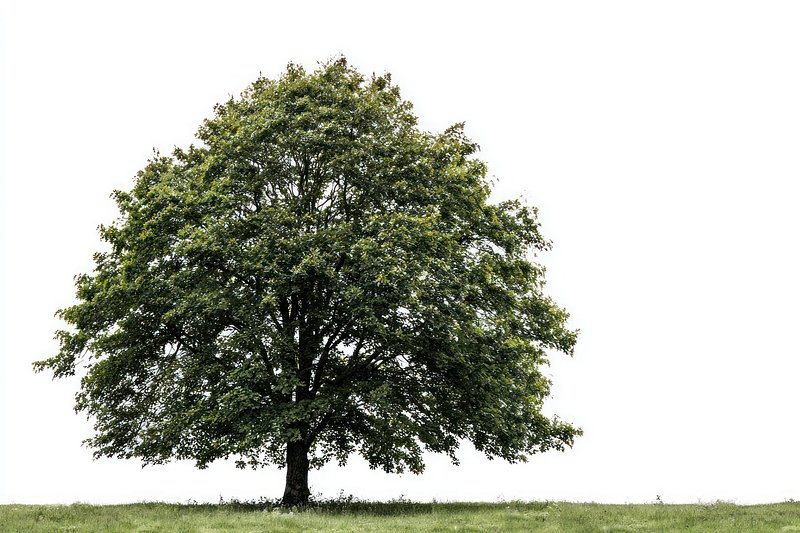 Path With Grass Shadow Images | Free Photos, PNG Stickers, Wallpapers ...