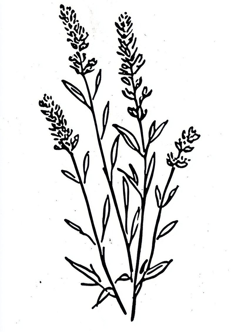 Botanical Black And White Sketches Floral Design Images | Free Photos ...