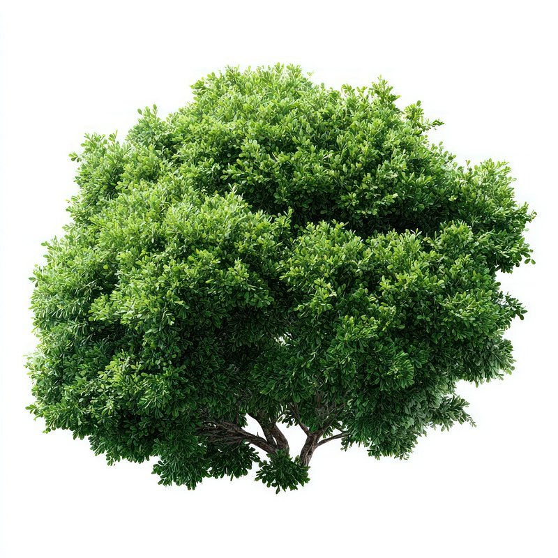 Bush Texture Shadow Design Images | Free Photos, PNG Stickers ...